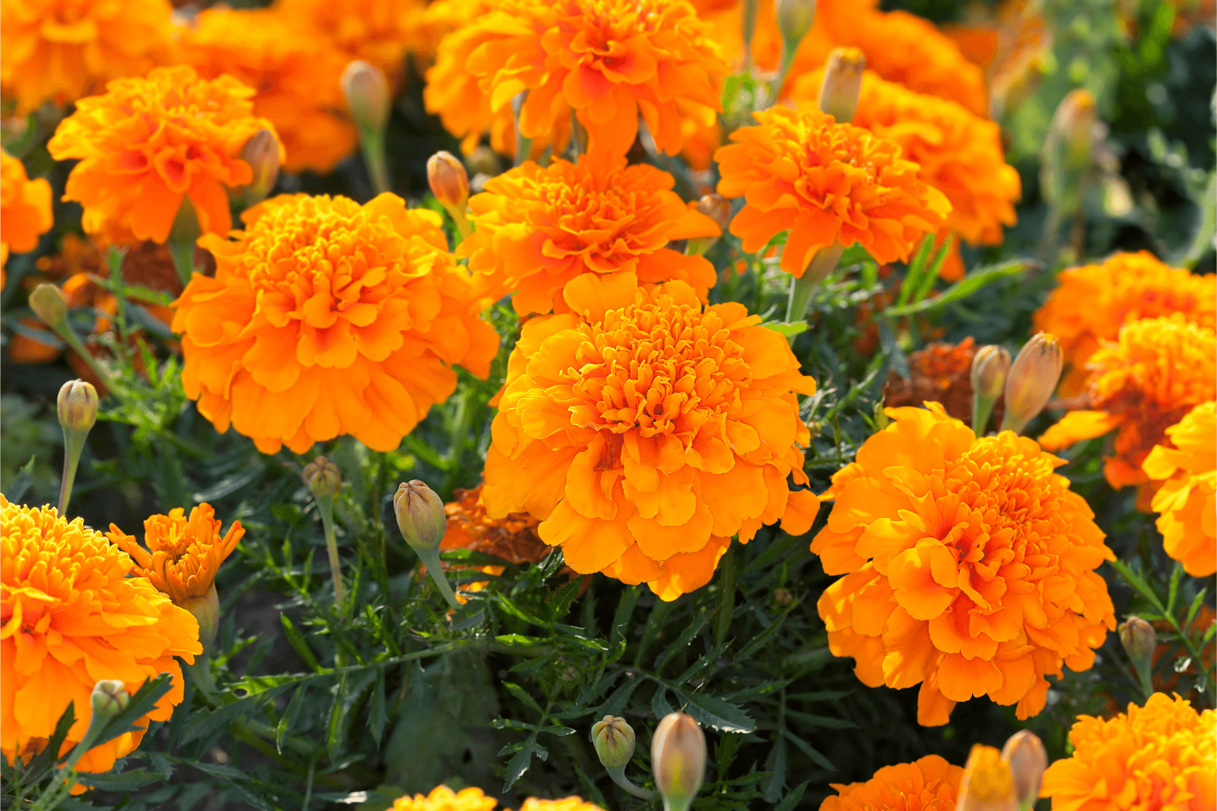 FloraGLO: What Is It? – Glotrition